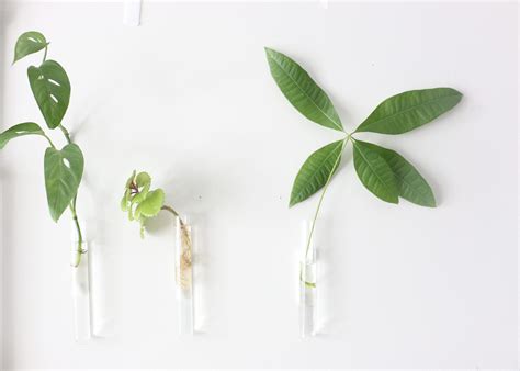 My Diy Propagation Wall Plant Gardden