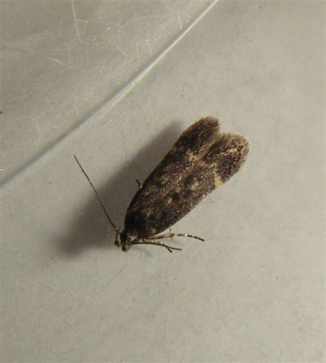 Bryotropha Affinis Naturespot