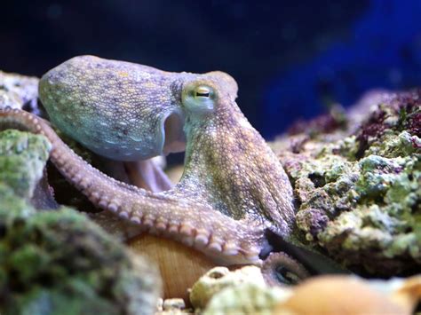 Which Direction Is The Front Of An Octopus Octonation The Largest