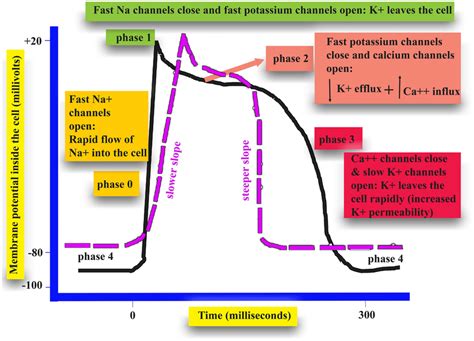 Cardiac Action Potential Diagram A Cyberphysics Page