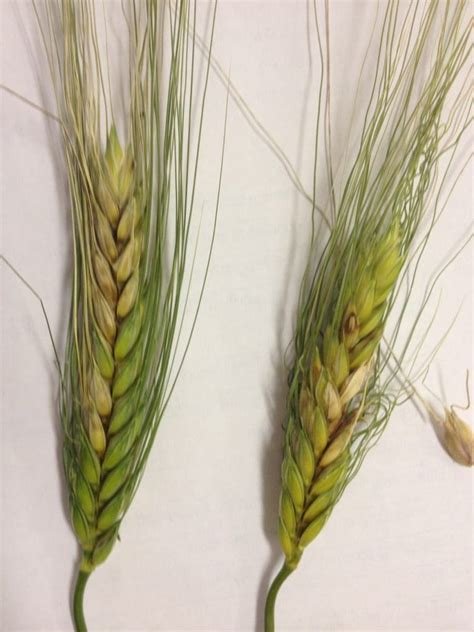 Durum Wheat Growers Encouraged To Monitor Crops Grain Central