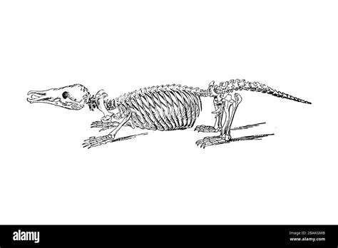 Platypus Skeleton