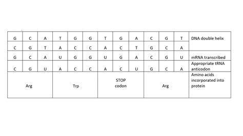 use the codon table to complete the following table assume quizlet