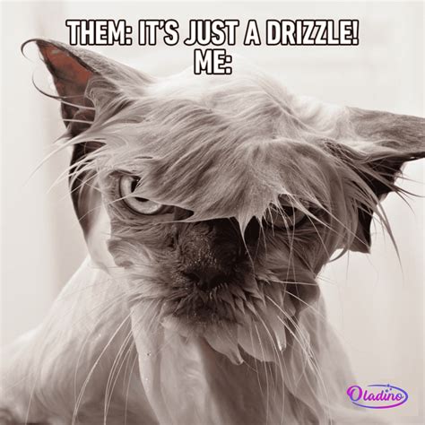 70 Funny Cat Memes That Will Make You Laugh Every Time Oladino