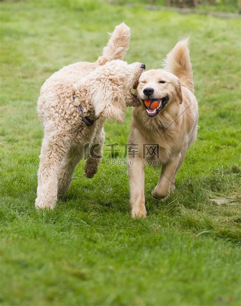 快乐的金毛猎犬与贵宾犬玩耍取狗宠物高清摄影大图 千库网