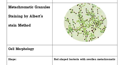 Microbiology Metachromatic Granule Staining