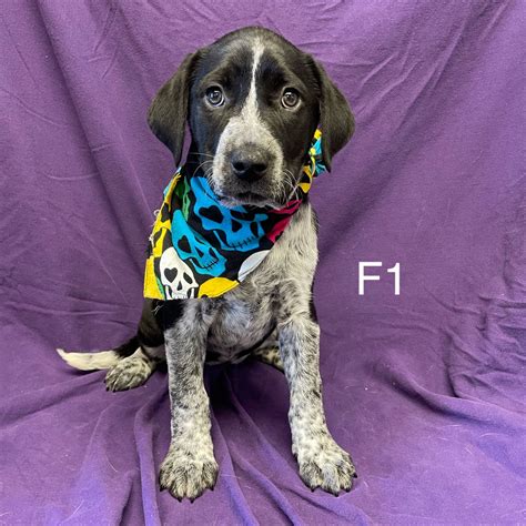 Dog For Adoption Pointerheelerlab Mix Pups A Australian Cattle Dogblue Heeler In Glendora