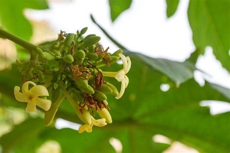 파파야 꽃 흰색 노란 씨앗 과일 녹색 잎 Pawpaw 꽃가루 식품 식물 꽃 녹색 배경 꽃 0명에 대한 스톡 사진 및 기타 이미지