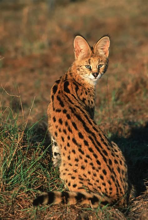 Large Spotted Cat