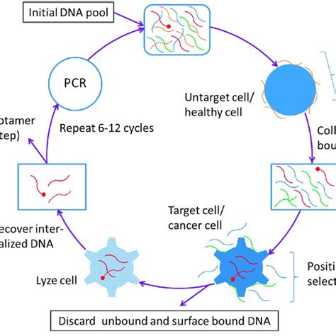 Aptamer Functionalized Nanoparticles Classified By Nanomaterials And Download Scientific