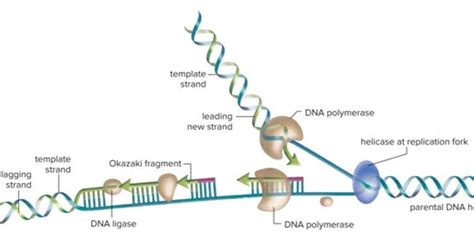 Hanaa Fayed On Linkedin Eukaryotic Dna Replication ‼️ The Major Enzymes Involved In Dna…