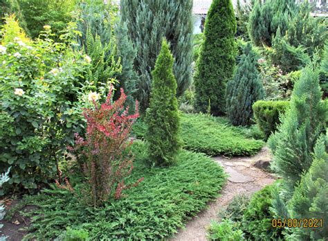 Можжевельник принц Уэльский на штамбе (58 фото)