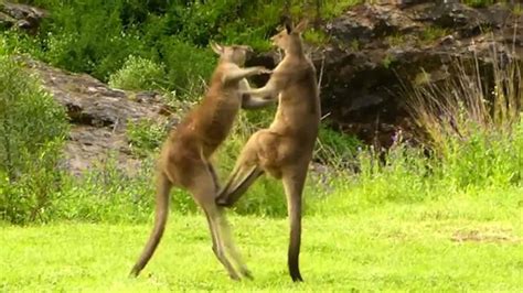 Do Kangaroos Choke Dogs