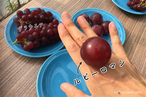 ルビーロマン2024石川が誇る高級ぶどう今年の初競り過去最高値は巨峰の2倍とにかくデカイ