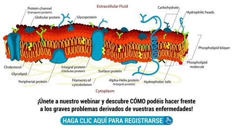 Lisis Celular Concepto Proceso Causas Y Tipos Riset