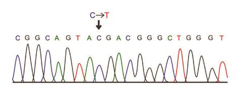 Sequencing Diagram Of Pcr Products The Sequence Diagram Was Displayed Download Scientific