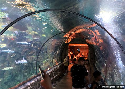 Mandalay Shark Reef