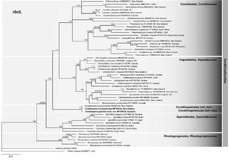 Phylogenetic Tree Based On Bayesian Analysis Of Rbcl Sequences Values