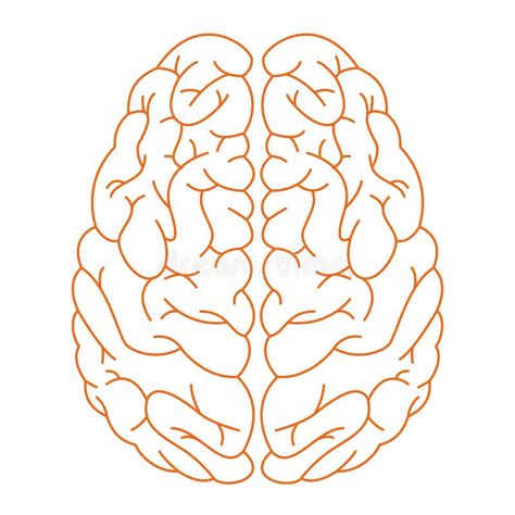 Isolated Outline Of A Brain Icon Vector Stock Vector Illustration Of