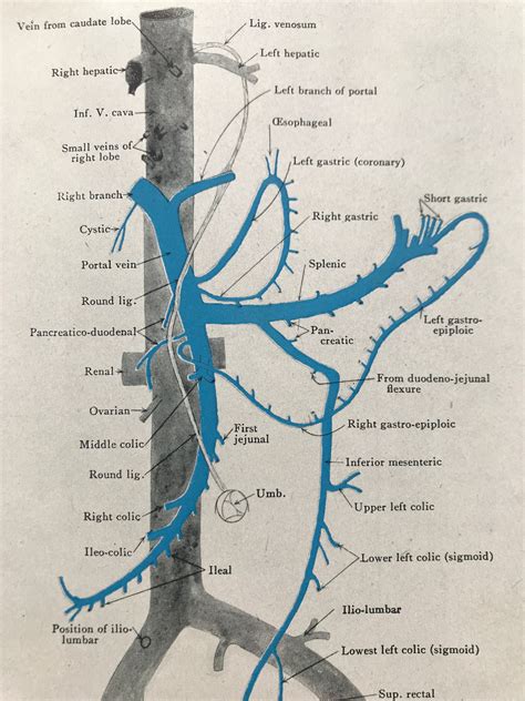 Portal Vein Anatomy