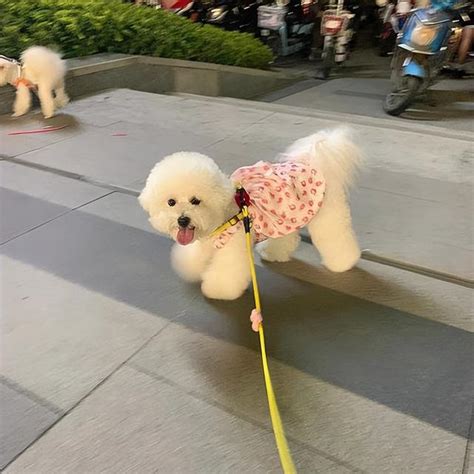 飼養比熊犬要記住8不要一生受益 每日頭條