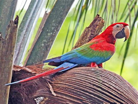 Red And Green Macaw Ara Chloropterus Birds Of The World