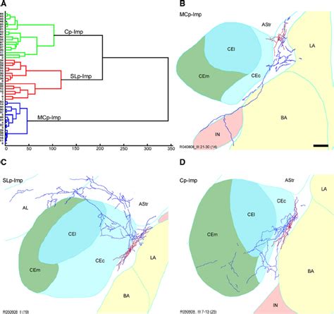 Unsupervised Cluster Analysis Identifies Three Subclasses Of Imp Download Scientific Diagram