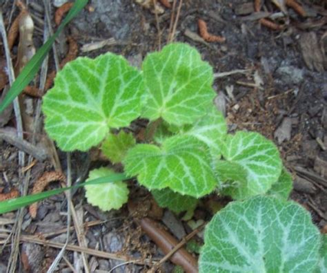 Strawberry Begonia Great As A House Plant Or A Ground Cover