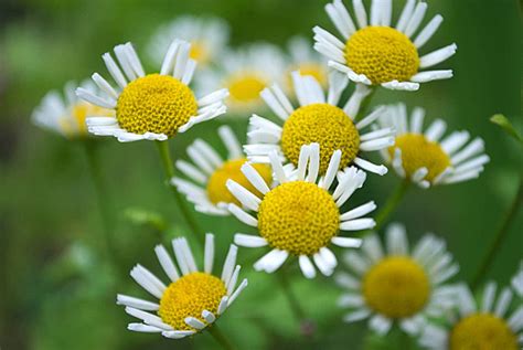 Tripleurospermum Background Images Hd Pictures And Wallpaper For Free