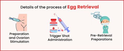 Egg Retrieval Procedure Step By Step Imprimis Ivf Centre