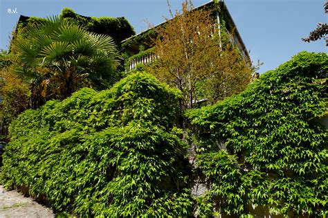 Badri ერთ ერთი ყველაზე ლამაზი მწვანე სახლი თბილისში სერგო ფარაჯანოვის ქუჩაზე 19 04 2018