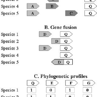 PDF Function Prediction Of Uncharacterized Proteins