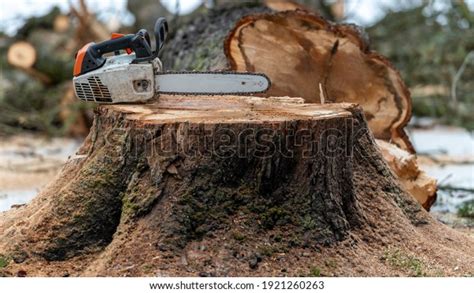Tree Stump Chainsaw Royalty Free Images Stock Photos Pictures Shutterstock