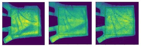 Deep Region Of Interest And Feature Extraction Models For Palmprint