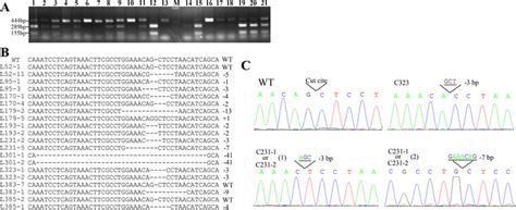 Sequence Analysis Of The MSTN Locus In Transfected Cell Strains A Download Scientific Diagram