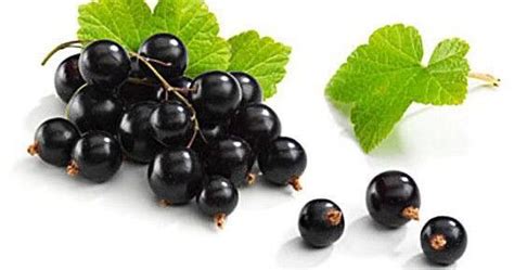 Презентація для дітей дошкільного віку Тема Ягоди Дошкілля