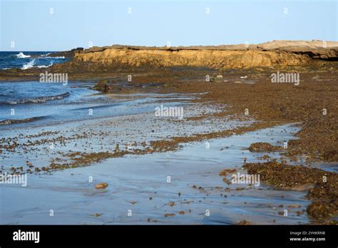 Intertidal Zone Are Accumulation Of Algae It Is A Natural Process At
