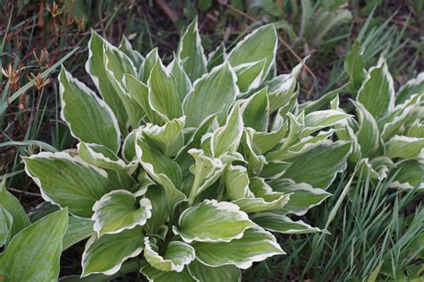 Хоста Альбомаргината (64 фото) » НА ДАЧЕ ФОТО