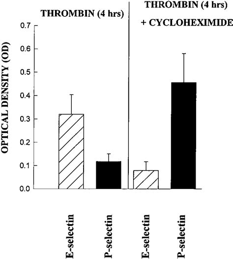 Left Endothelial Cell Surface Adhesion Molecule Expression Of Download Scientific Diagram