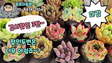 8월1일🩷할인3탄아쉬워하지마세요🤗~다육판매다육식물식물키우기korean Succulent Plants 多肉植物 대전다육충북다육청주다육장마무름병힐링