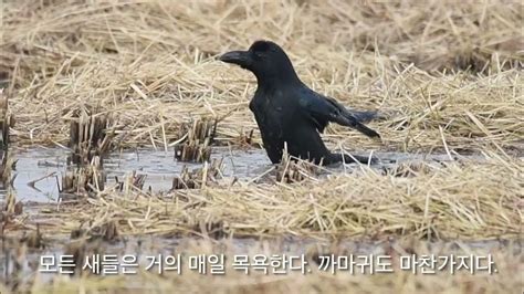 까마귀 노는 곳에 백로야 가지마라 Youtube