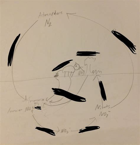 Nitrogen Cycle Diagram Quizlet