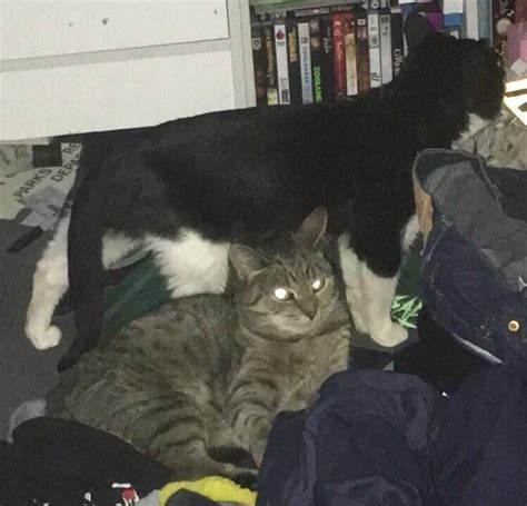 My Cat Eevee Who Died Today Rest In Peace Pretty Girl R Catpictures