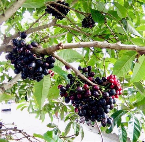 Lipote Syzygium Polycephaloides Fruit Tropical Live Tree Etsy
