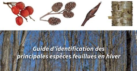 Arbres Et Arbustes Du Québec Guide Didentification Des Principales Espèces Feuillues En Hiver