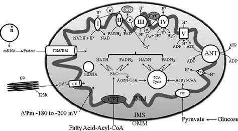 Basic Mitochondrial Structure And Function The Figure Shows The Basic Download Scientific