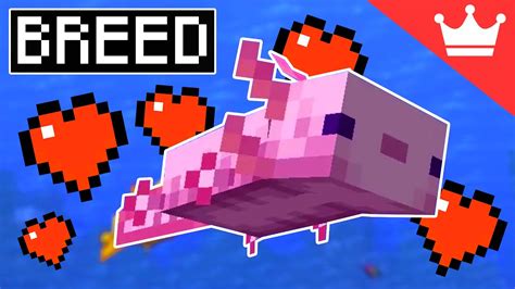 How To Breed Axolotl S In Minecraft All Versions YouTube