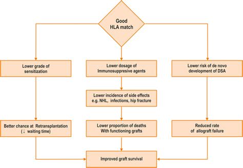 Beneficial Effects Of Hla Matching Transplantation With Good Hla Download Scientific Diagram