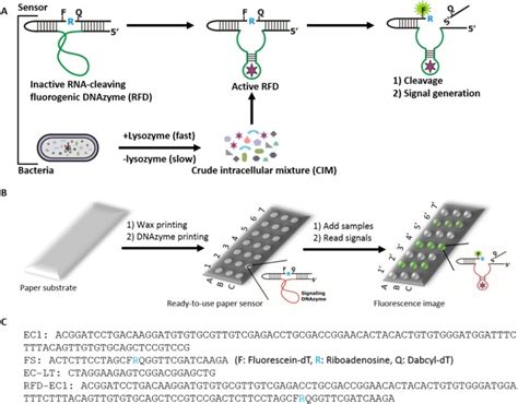 A Printed Multicomponent Paper Sensor For Bacterial Detection Scientific Reports
