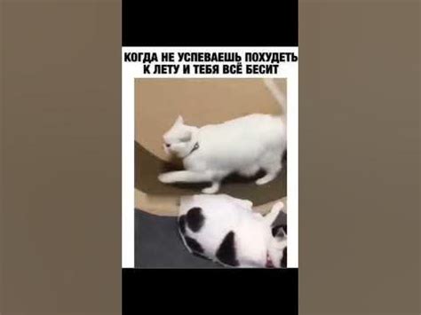 злая кошка🤣 - YouTube